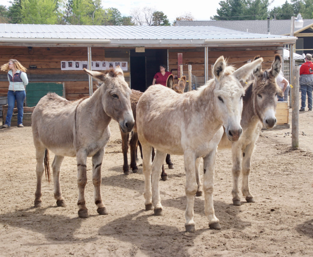 The Peru GazetteRescued Donkeys Available in Peru | The Peru Gazette