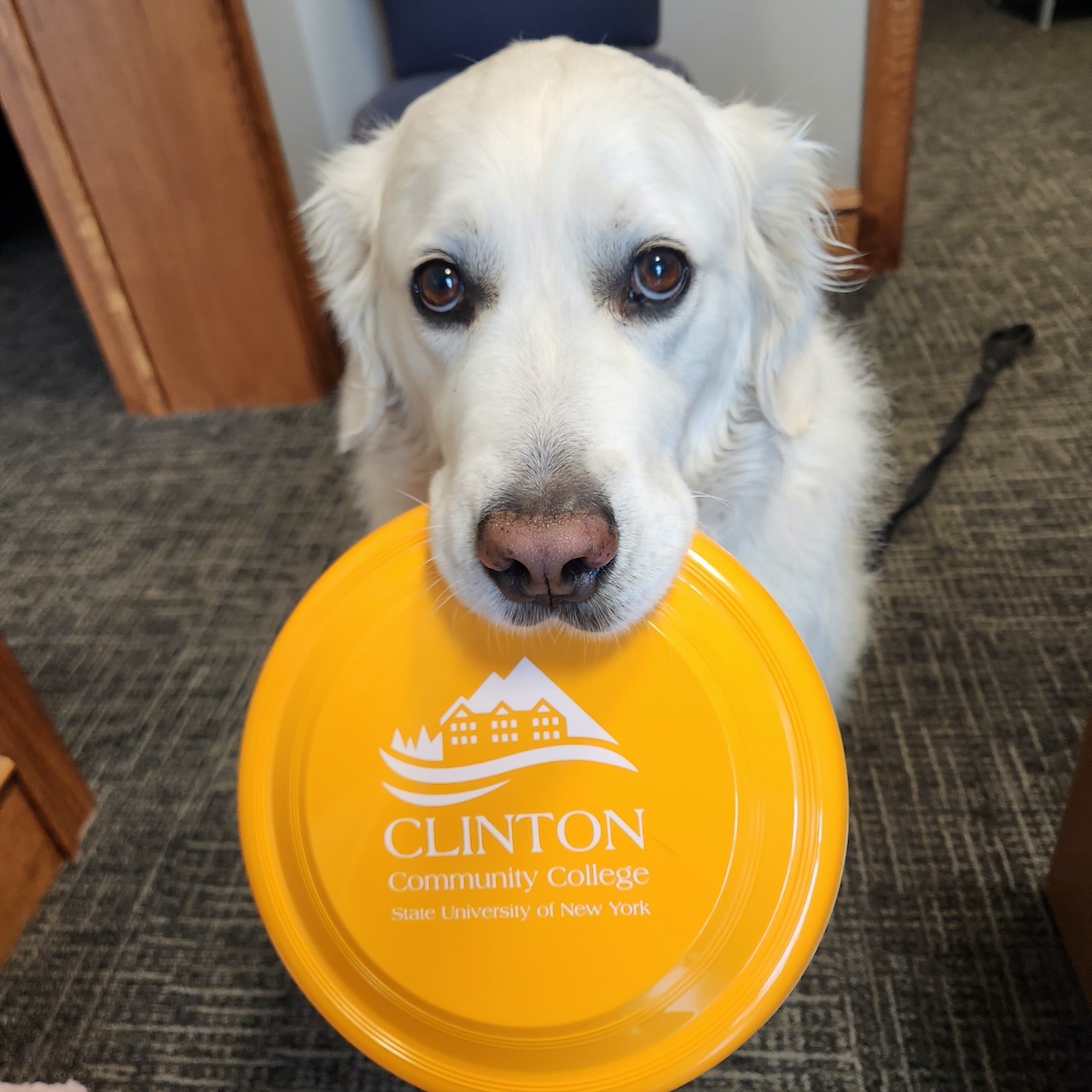 The Peru GazetteEnzo with Frisbee | The Peru Gazette