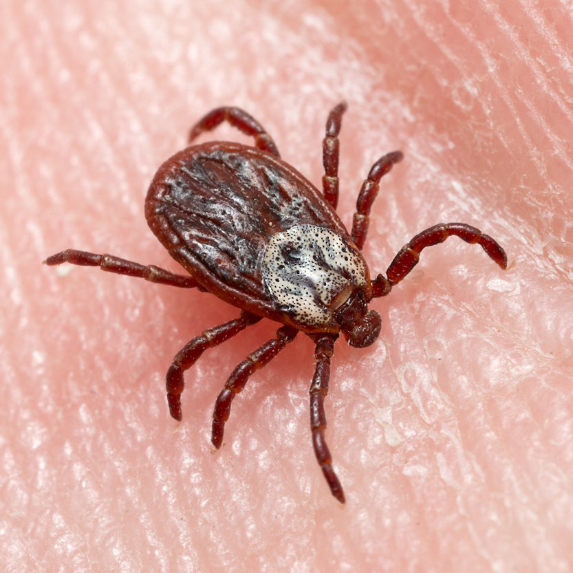 The Peru Gazette Clinton County Enters Tick Season | The Peru Gazette