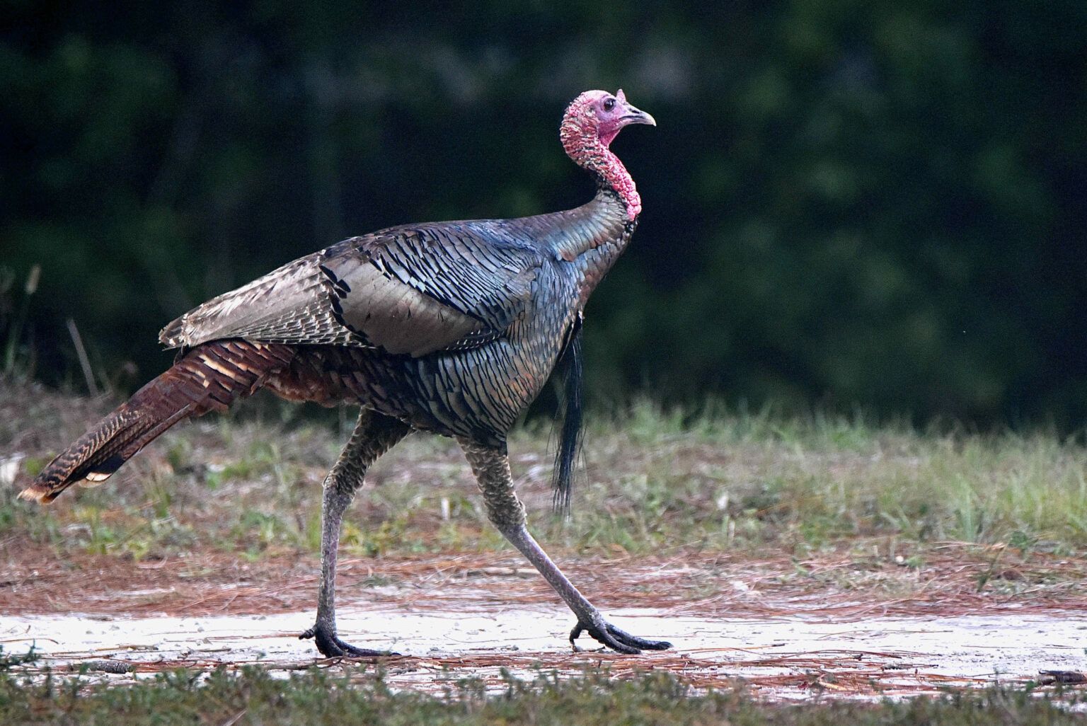 The Peru GazetteDEC Announces Opening of Spring Turkey Season May 1 ...