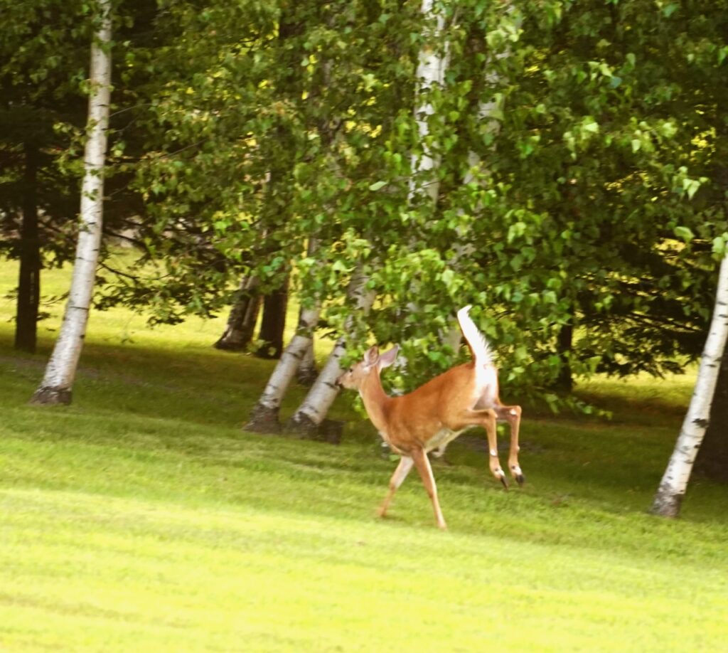 DEC Finalizes Regulations to Increase Harvest of Antlerless Deer | The ...